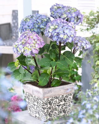 Buy Hydrangea macrophylla ‘Onyx Peacock’ Black Stem Hydrangea — Mr ...