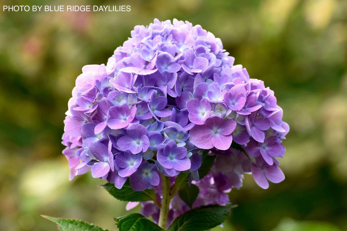 Buy Hydrangea macrophylla 'Penny Mac' Hydrangea Mulitcolor Bloom ...