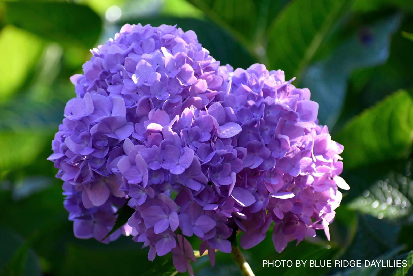 Buy Hydrangea macrophylla 'Penny Mac' Hydrangea Mulitcolor Bloom ...