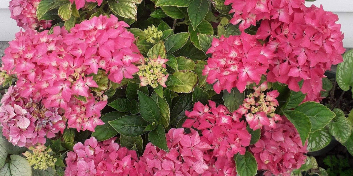 hydrangea tree dwarf