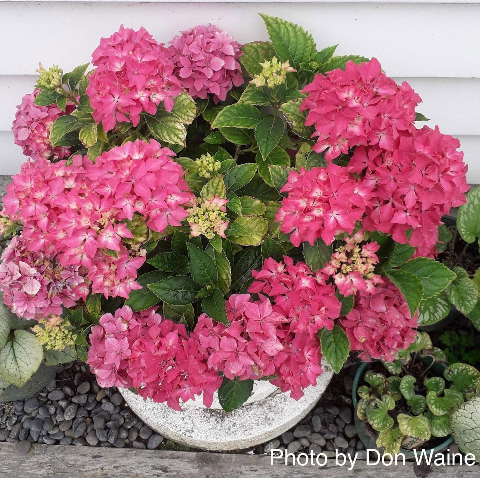 Buy Hydrangea macrophylla ''Pia' Dwarf Pink Hydrangea — Mr Maple │ Buy ...