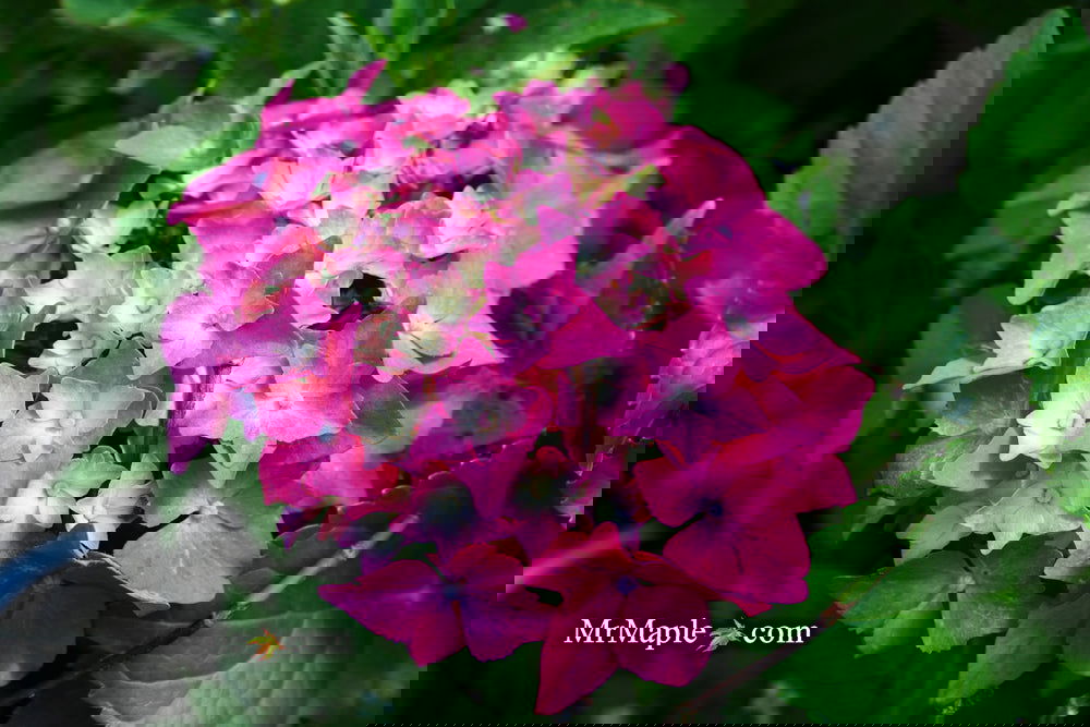Buy Hydrangea macrophylla ''Pia' Dwarf Pink Hydrangea — Mr Maple │ Buy ...