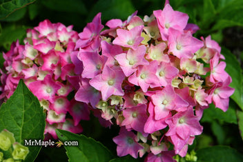 Buy Hydrangea macrophylla ''Pia' Dwarf Pink Hydrangea — Mr Maple │ Buy ...