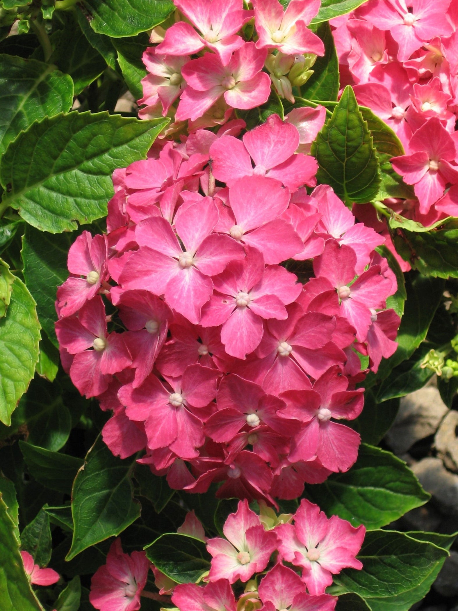 Buy Hydrangea macrophylla ''Pia' Dwarf Pink Hydrangea — Mr Maple │ Buy ...