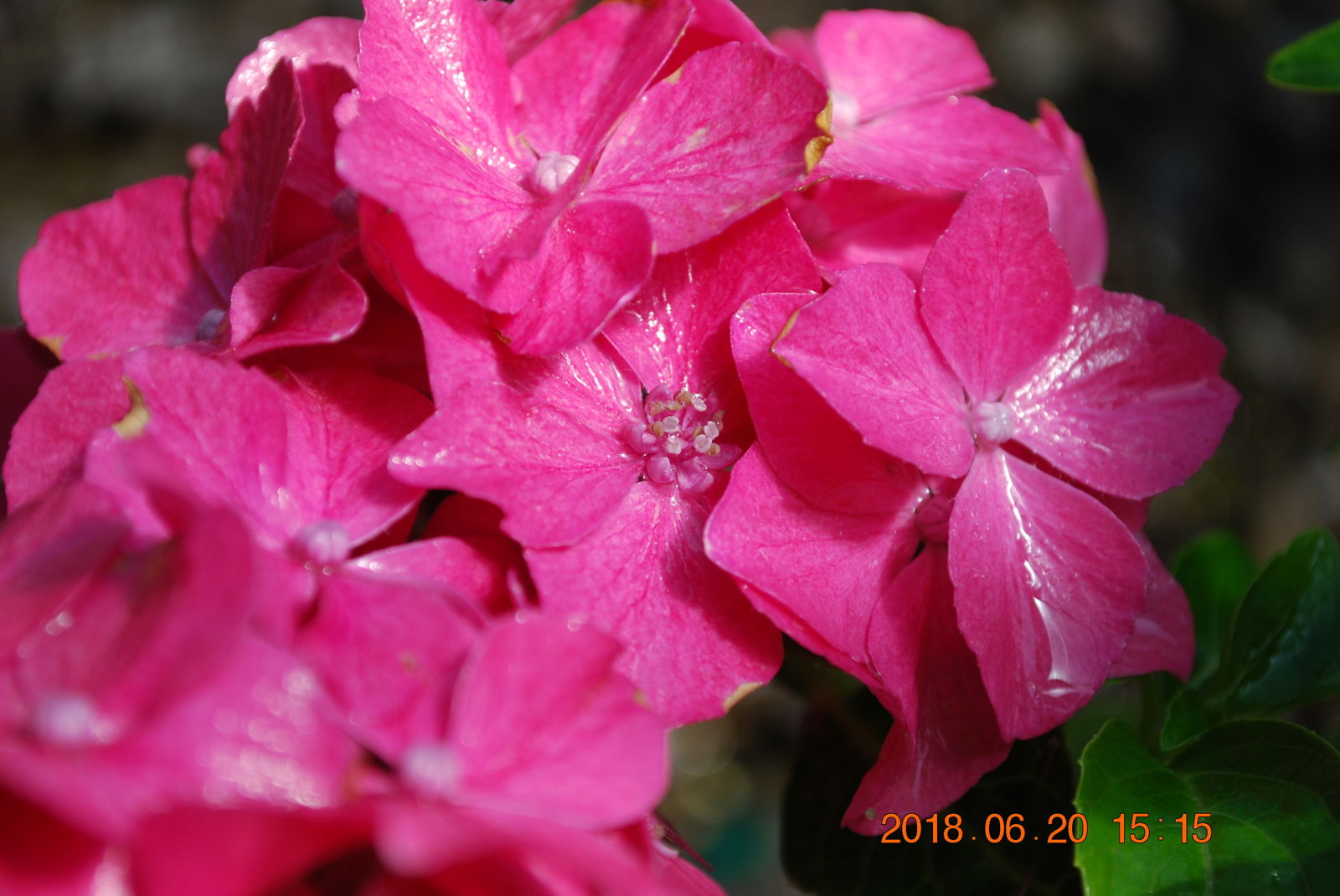 Buy Hydrangea macrophylla ''Pia' Dwarf Pink Hydrangea — Mr Maple │ Buy ...