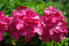 Buy Hydrangea macrophylla ''Pia' Dwarf Pink Hydrangea — Mr Maple │ Buy ...
