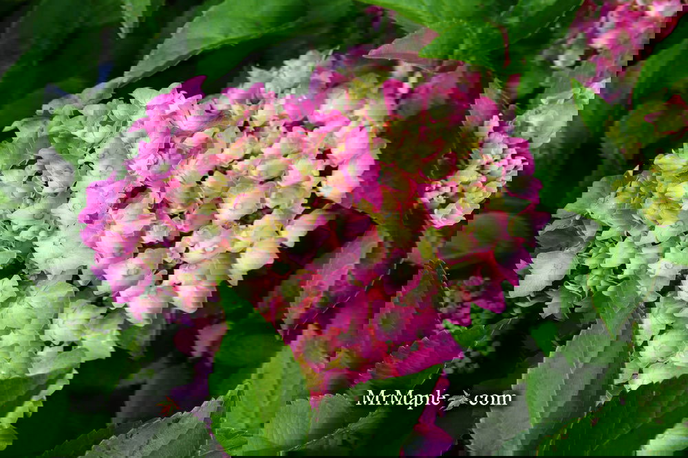 Buy Hydrangea macrophylla ''Pia' Dwarf Pink Hydrangea — Mr Maple │ Buy ...