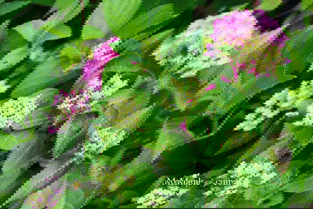 Buy Hydrangea macrophylla ''Pia' Dwarf Pink Hydrangea — Mr Maple │ Buy ...