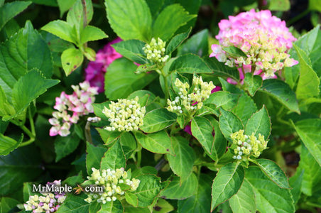 Buy Hydrangea macrophylla ''Pia' Dwarf Pink Hydrangea — Mr Maple │ Buy ...