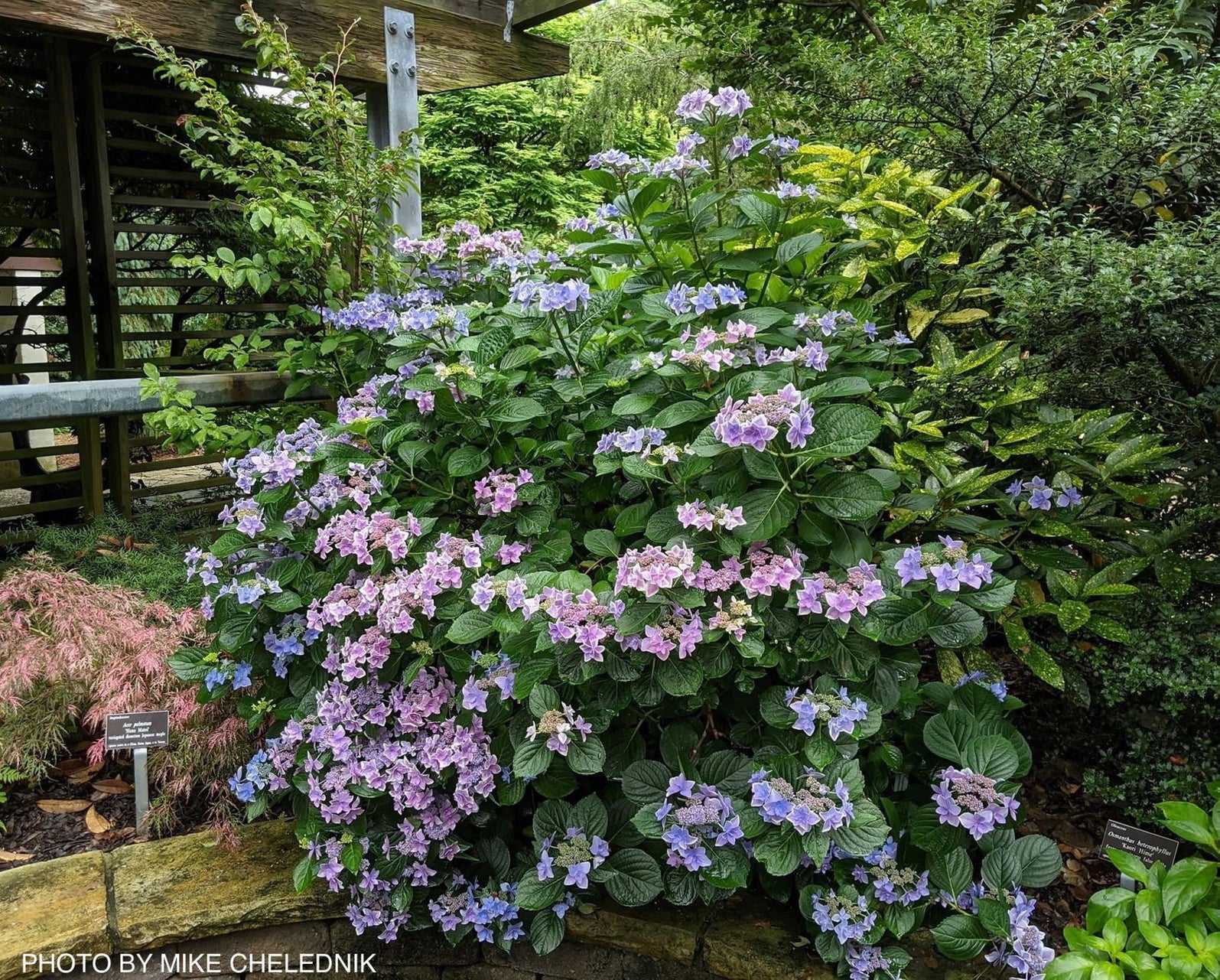 Buy Hydrangea macrophylla ‘Kompeito’ Star Gazer™ Hydrangea — Mr Maple ...