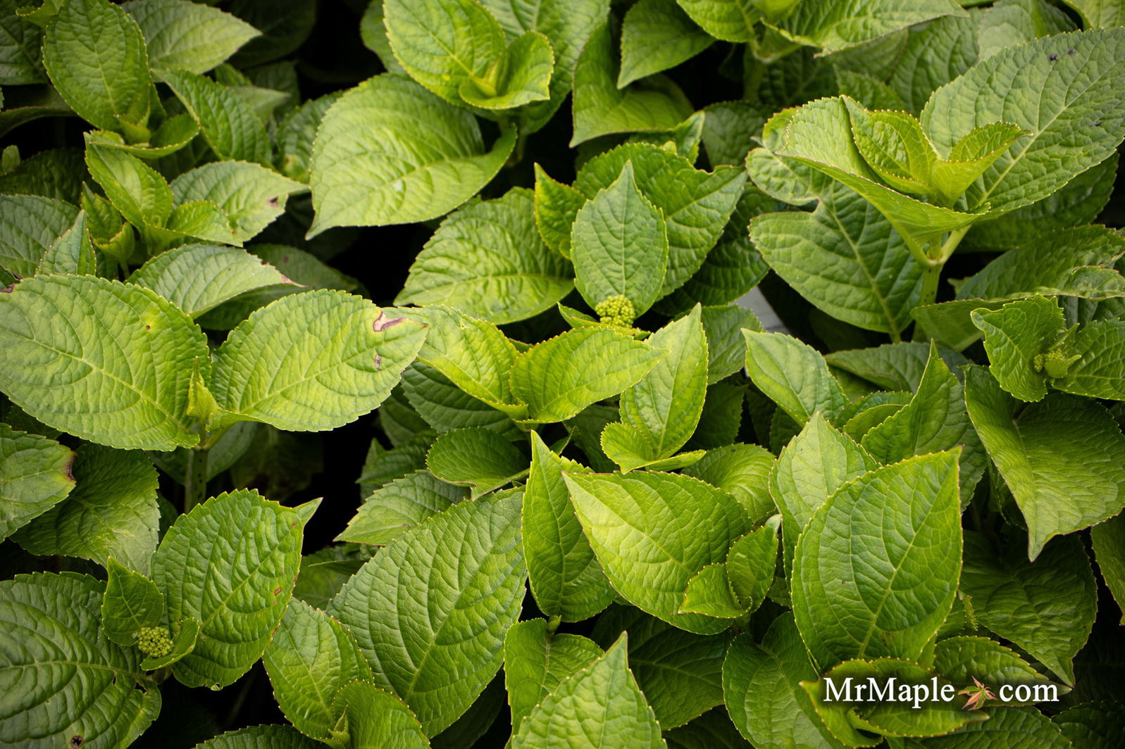 Hydrangea macrophylla 'Tinkerbell’ Hydrangea — Mr Maple │ Buy Japanese ...