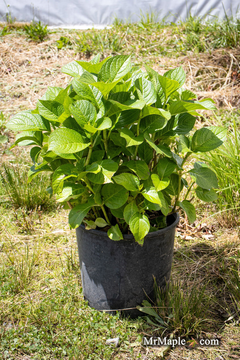 Hydrangea macrophylla 'Tinkerbell’ Hydrangea — Mr Maple │ Buy Japanese ...