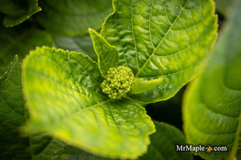 Hydrangea macrophylla 'Tinkerbell’ Hydrangea — Mr Maple │ Buy Japanese ...