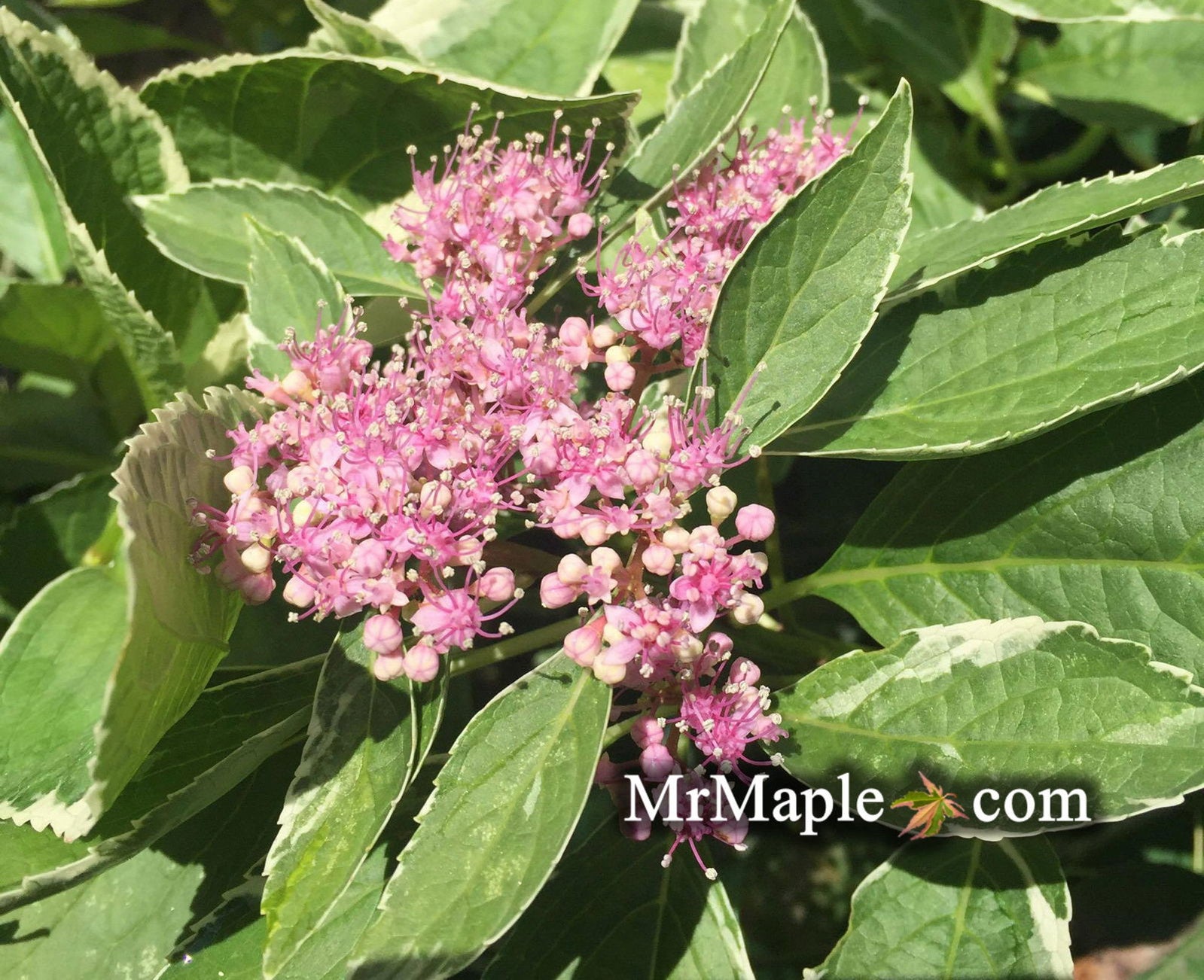 Buy Hydrangea macrophylla 'Variegata' Variegated Lacecap Hydrangea — Mr ...