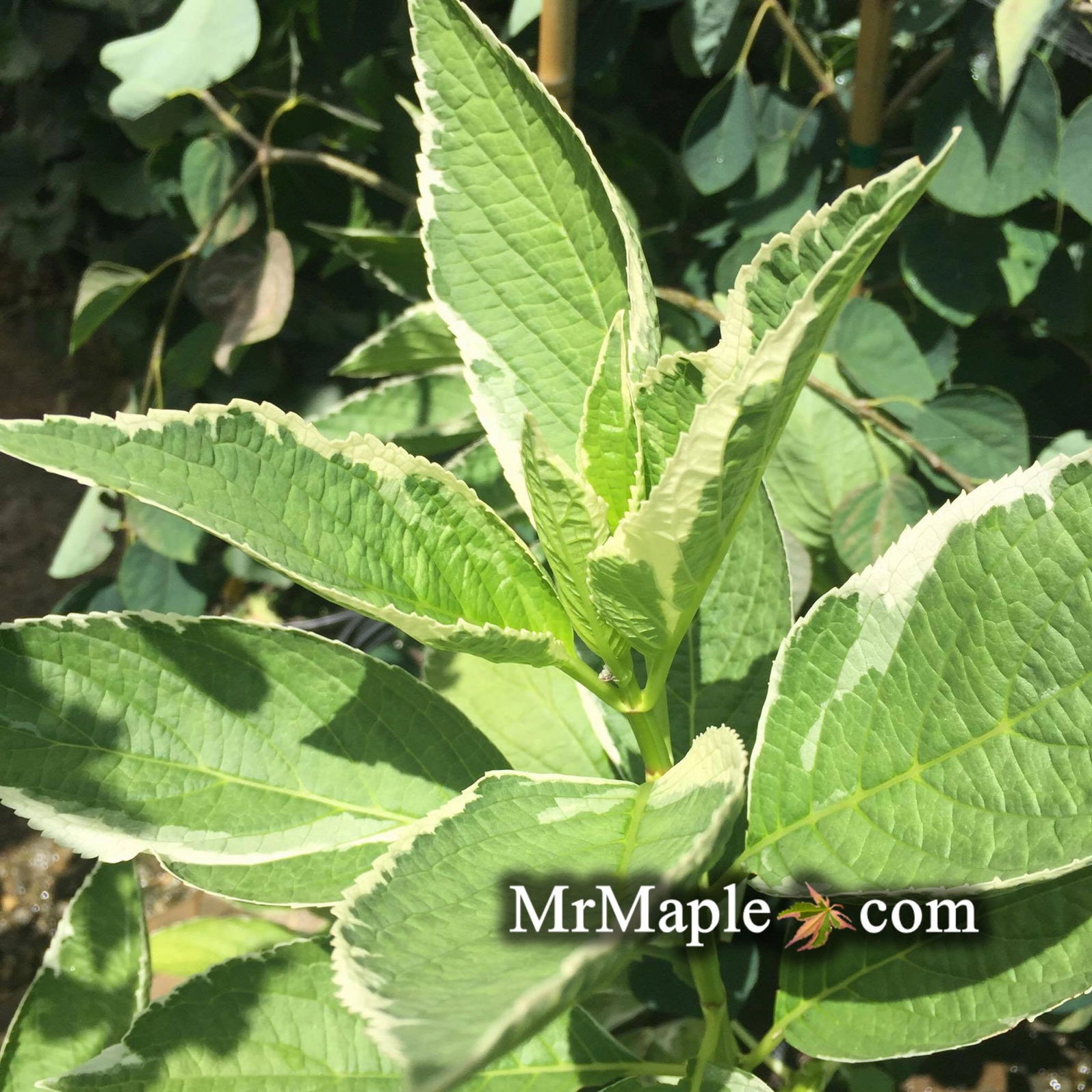 Buy Hydrangea macrophylla 'Variegata' Variegated Lacecap Hydrangea — Mr ...
