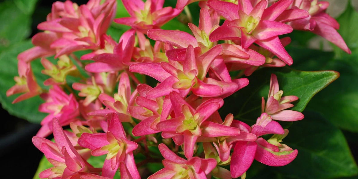 Hydrangea macrophylla 'Wow Time’ Hydrangea — Mr Maple │ Buy Japanese ...