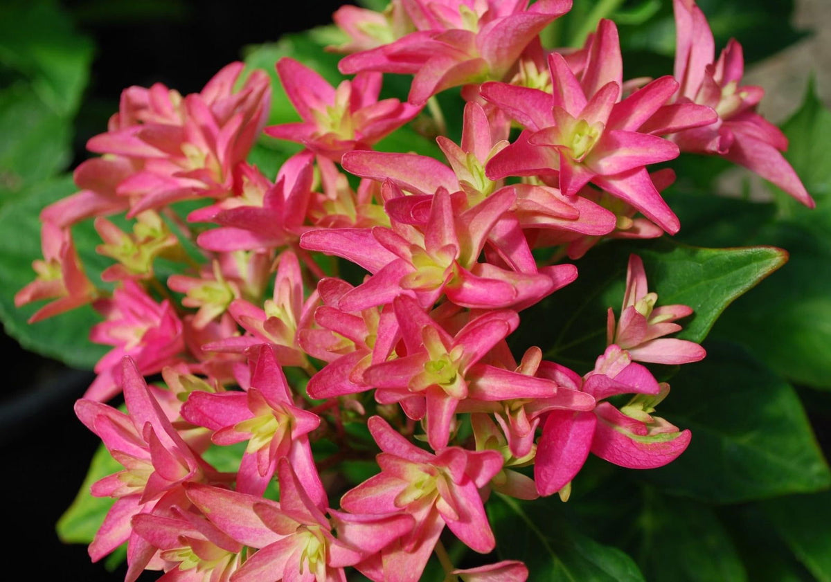 Hydrangea macrophylla 'Wow Time’ Hydrangea — Mr Maple │ Buy Japanese ...