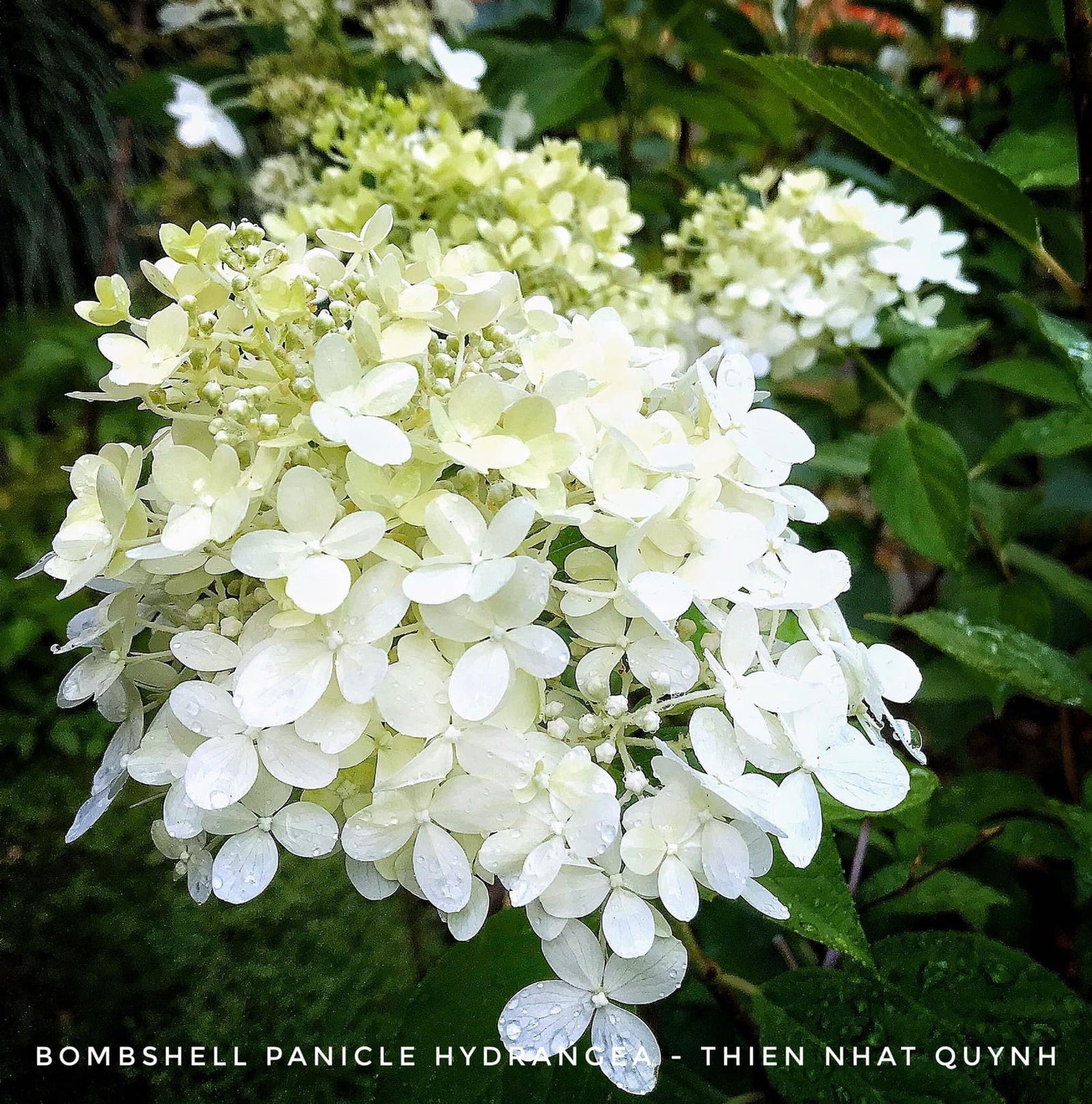Buy Hydrangea paniculata 'Bombshell' Hydrangea — Mr Maple │ Buy ...
