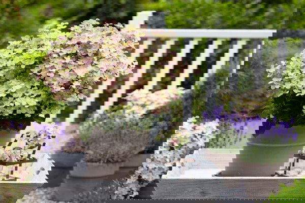 hydrangea tree dwarf