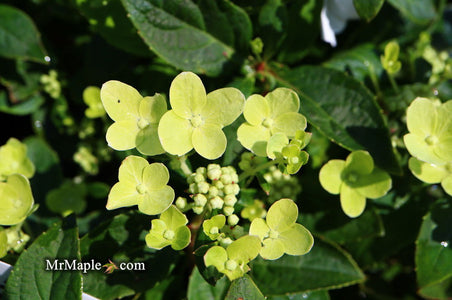 Buy Hydrangea paniculata 'Early Evolution' Hydrangea — Mr Maple │ Buy ...