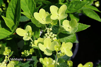 Buy Hydrangea paniculata 'Early Evolution' Hydrangea — Mr Maple │ Buy ...