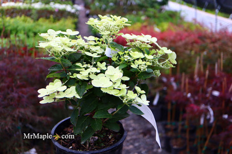 Buy Hydrangea paniculata 'Early Evolution' Hydrangea — Mr Maple │ Buy ...