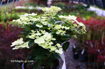 Buy Hydrangea paniculata 'Early Evolution' Hydrangea — Mr Maple │ Buy ...