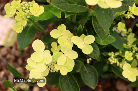 Buy Hydrangea paniculata 'Early Evolution' Hydrangea — Mr Maple │ Buy ...
