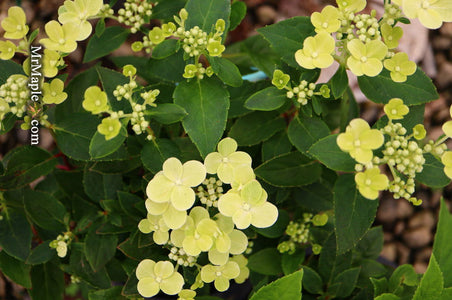 Buy Hydrangea paniculata 'Early Evolution' Hydrangea — Mr Maple │ Buy ...