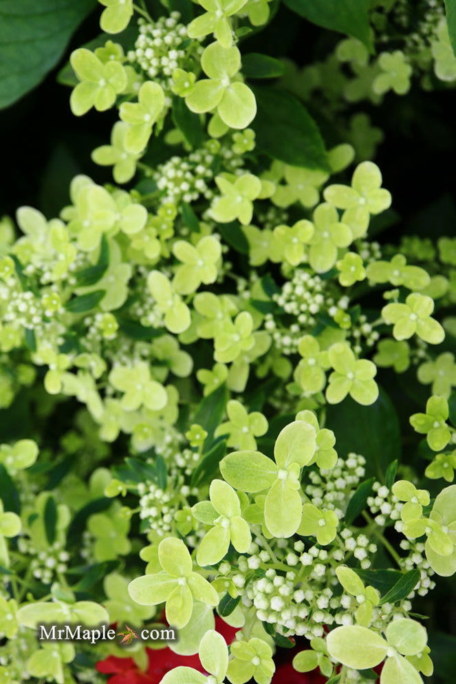 Buy Hydrangea paniculata 'Early Evolution' Hydrangea — Mr Maple │ Buy ...