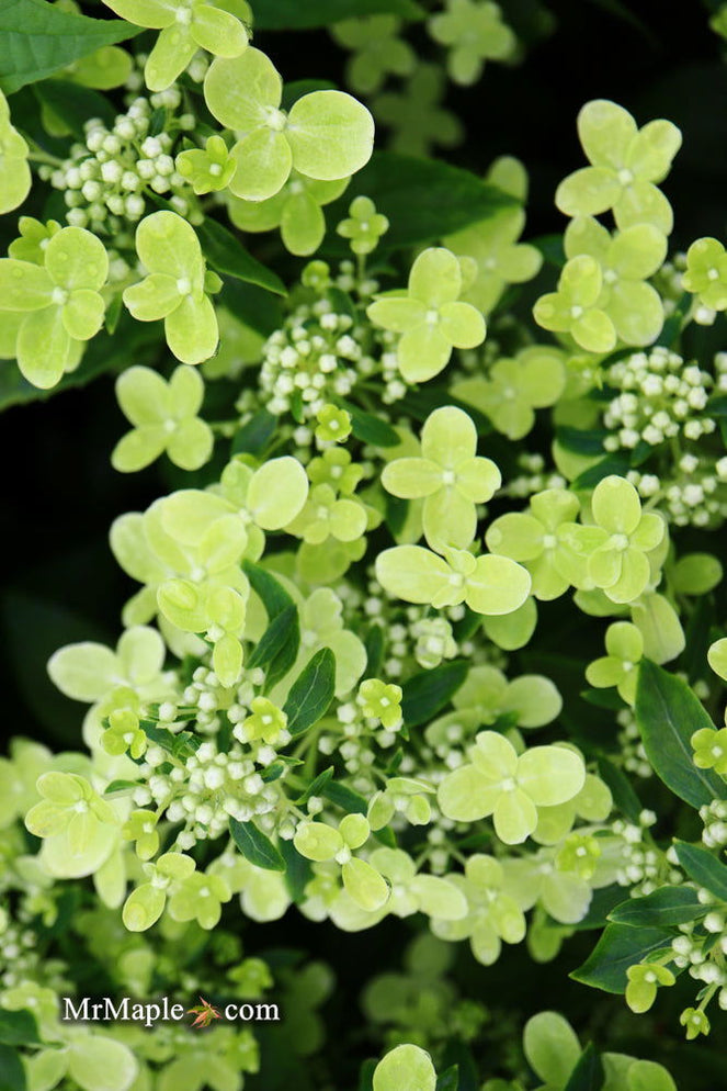 Buy Hydrangea paniculata 'Early Evolution' Hydrangea — Mr Maple │ Buy ...