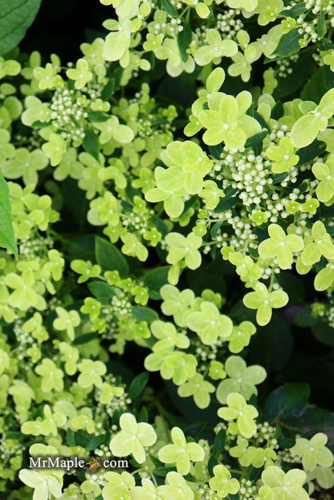Buy Hydrangea paniculata 'Early Evolution' Hydrangea — Mr Maple │ Buy ...