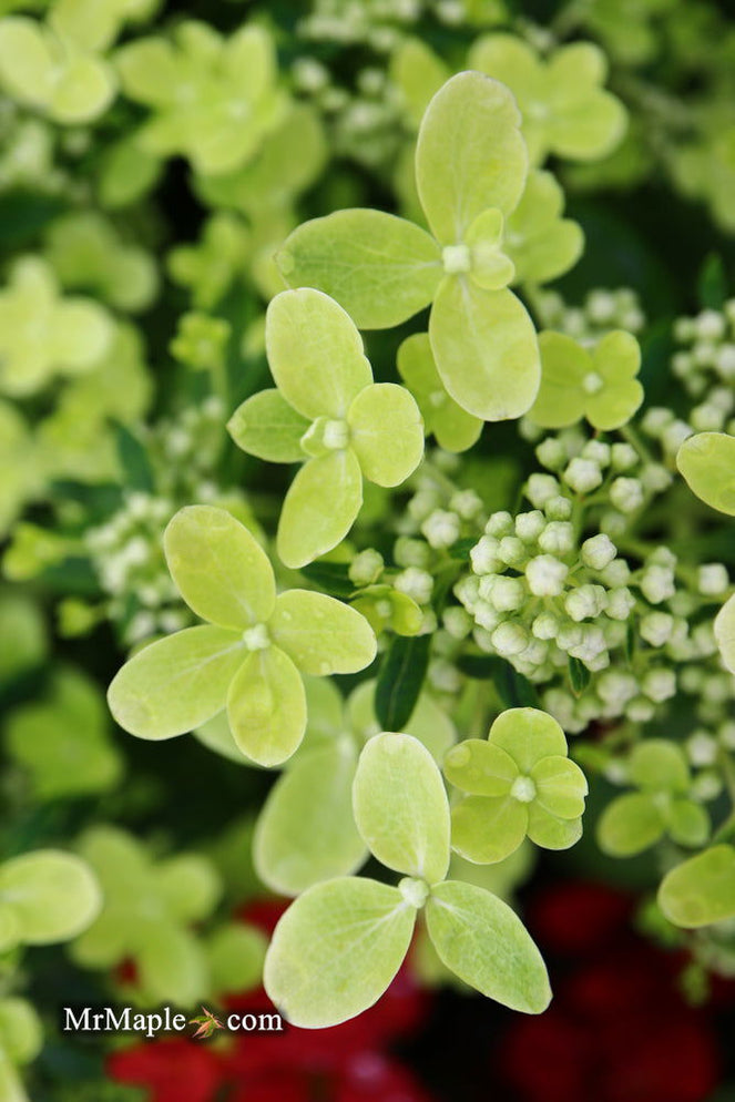 Buy Hydrangea paniculata 'Early Evolution' Hydrangea — Mr Maple │ Buy ...