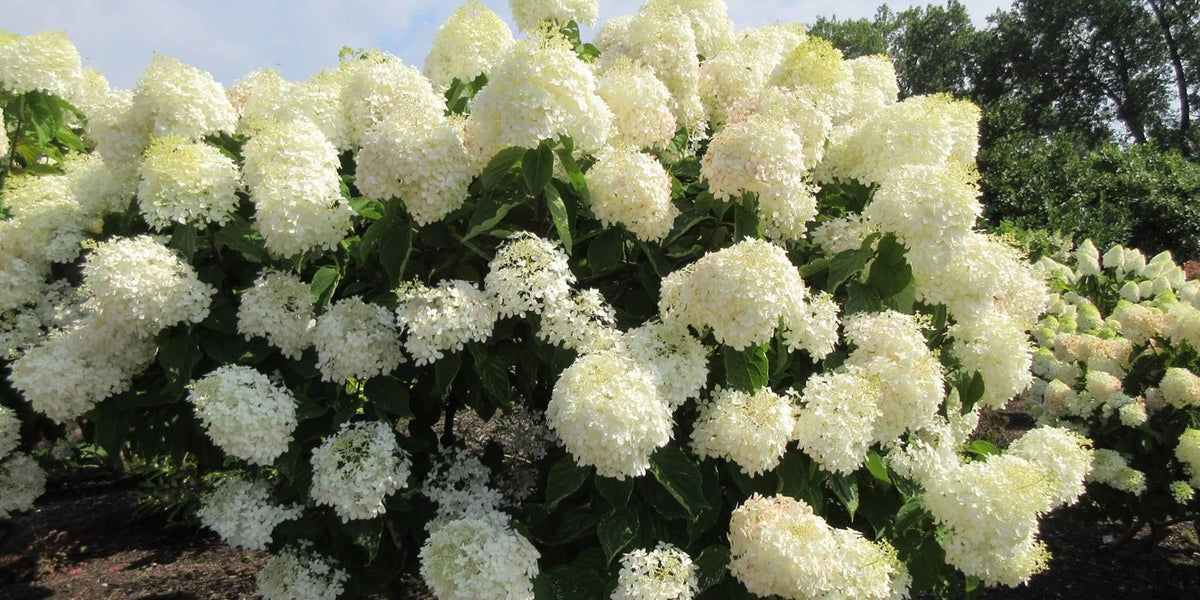 hydrangea paniculata phantom std