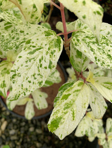 Buy Hydrangea paniculata 'Yuki gessho' Variegated Hydrangea — Mr Maple │ Buy Japanese Maple Trees
