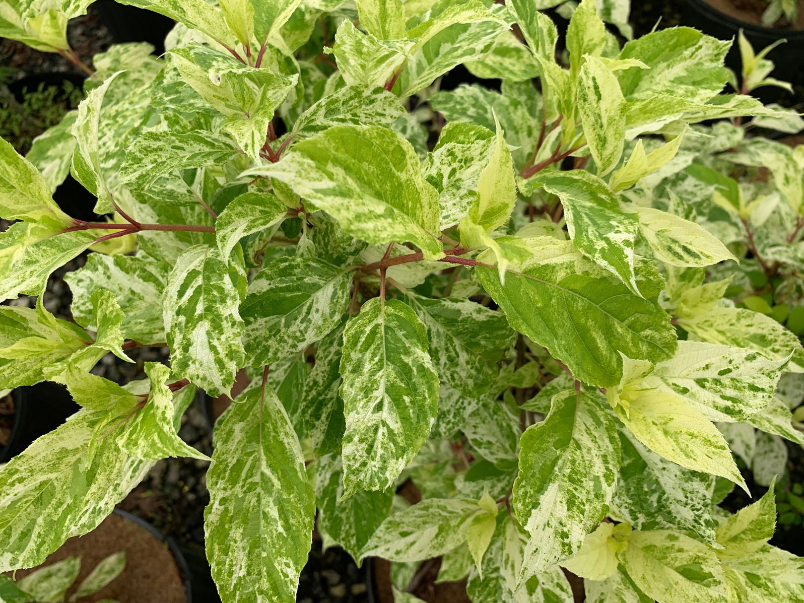 Buy Hydrangea paniculata 'Yuki gessho' Variegated Hydrangea — Mr Maple ...