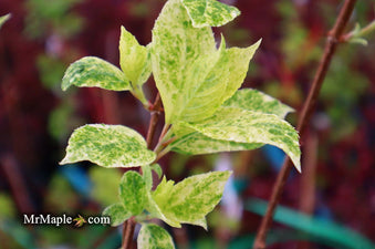 Buy Hydrangea paniculata 'Yuki gessho' Variegated Hydrangea — Mr Maple │ Buy Japanese Maple Trees