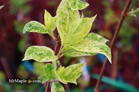 Buy Hydrangea paniculata 'Yuki gessho' Variegated Hydrangea — Mr Maple │ Buy Japanese Maple Trees