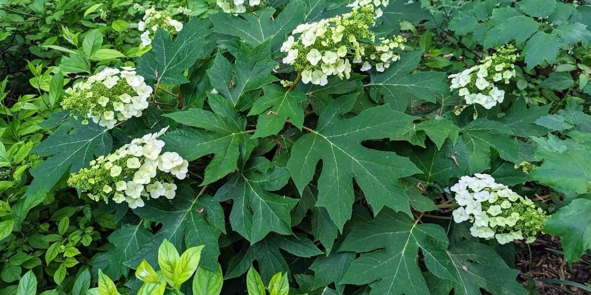 oakleaf hydrangea munchkin