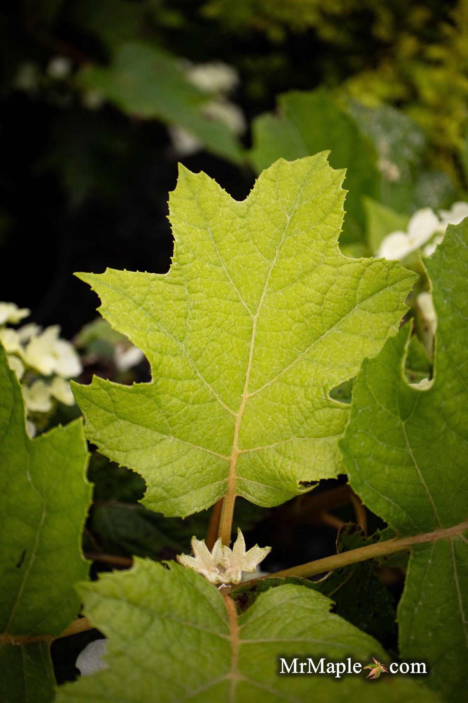 Buy Hydrangea quercifolia 'Munchkin' Pink Flowering Oakleaf Hydrangea ...