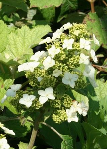 Buy Hydrangea quercifolia 'Sikes Dwarf' Oakleaf Hydrangea — Mr Maple ...