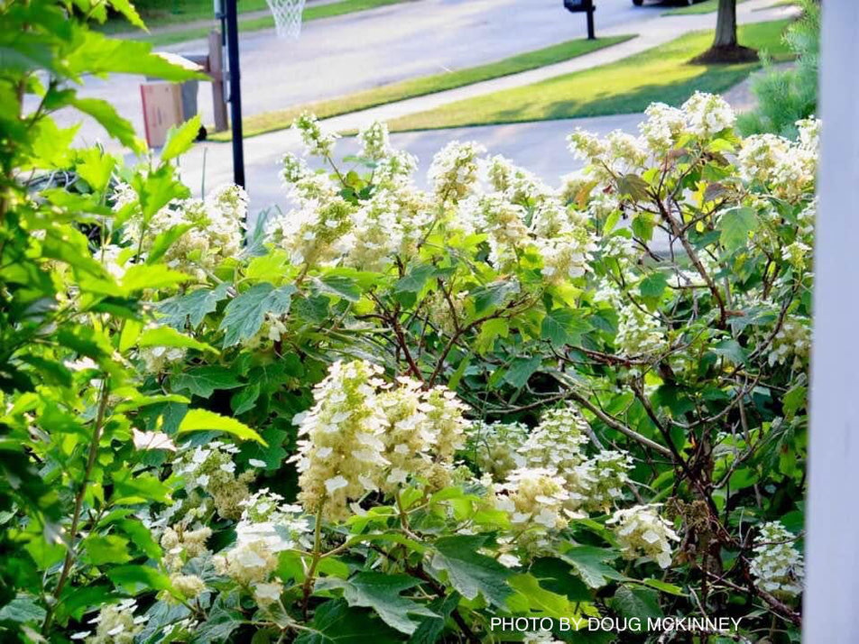Buy Hydrangea quercifolia 'Sikes Dwarf' Oakleaf Hydrangea — Mr Maple ...