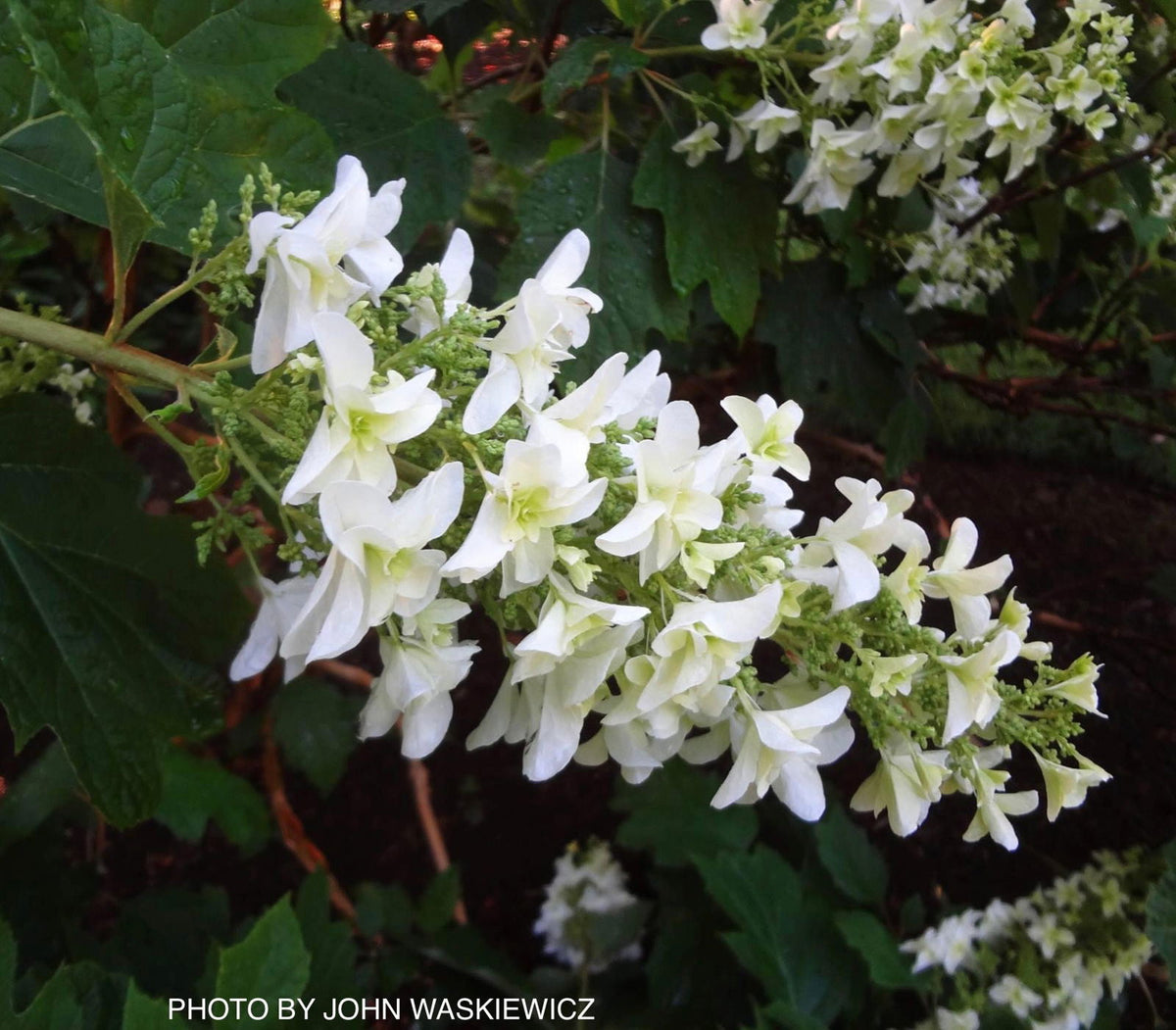 Buy Hydrangea quercifolia 'Snowflake' Double Oakleaf Hydrangea — Mr ...