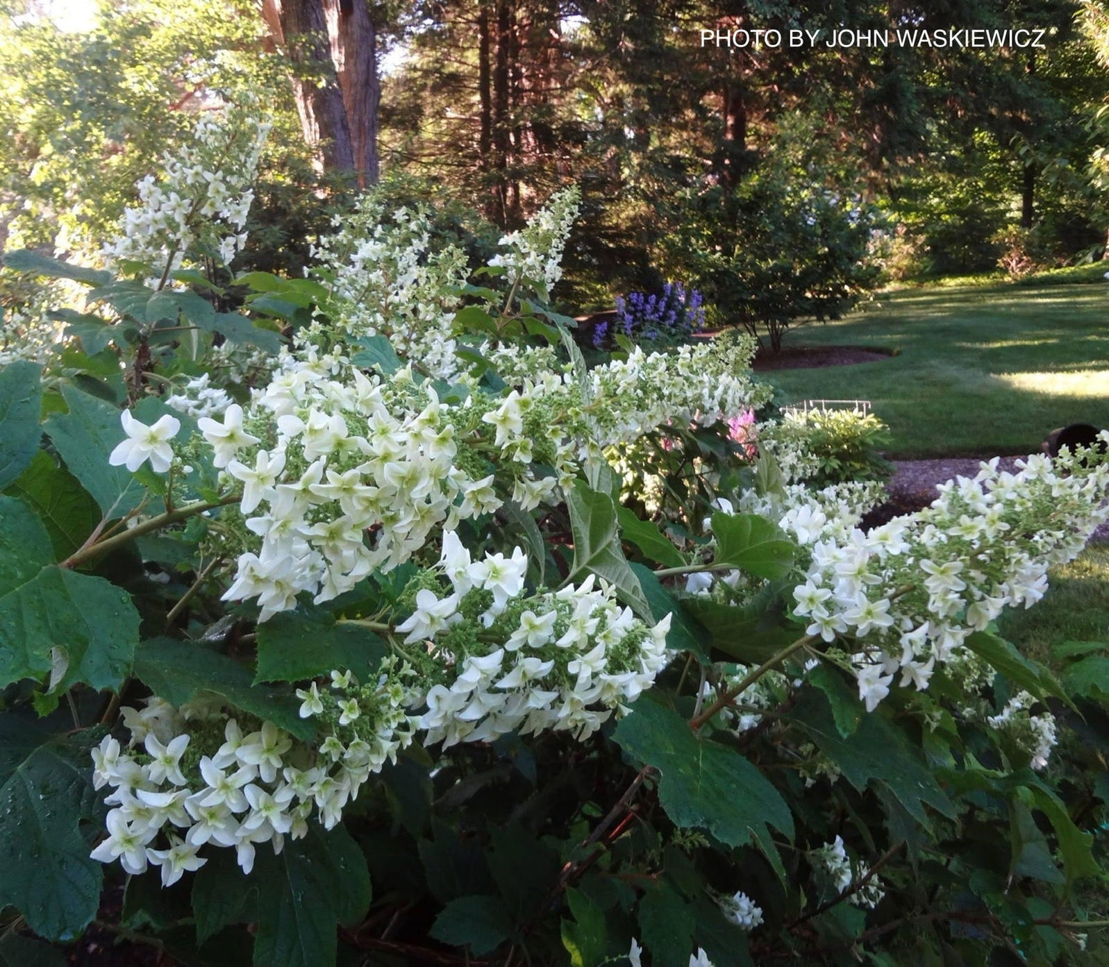 Buy Hydrangea quercifolia 'Snowflake' Double Oakleaf Hydrangea — Mr ...