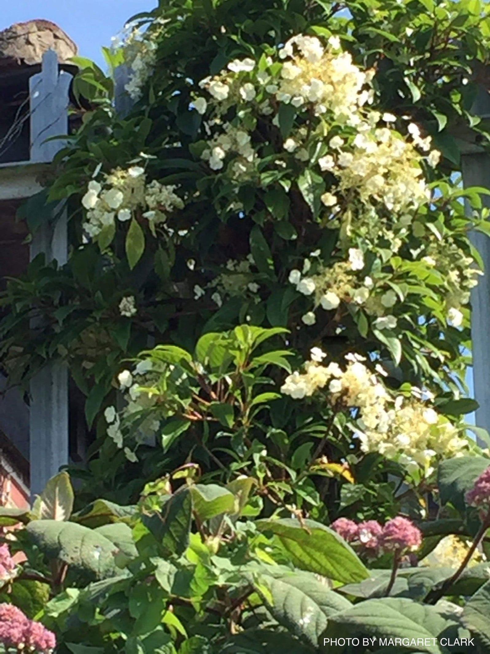 Buy Hydrangea seemannnii white evergreen climbing hydrangea — Mr Maple ...