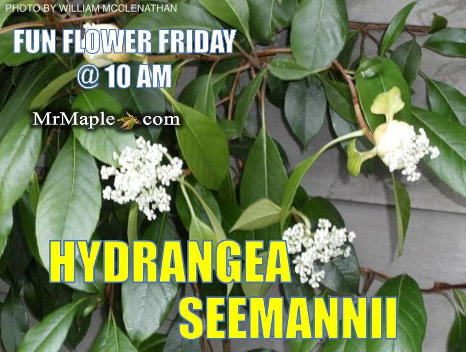 Buy Hydrangea seemannnii white evergreen climbing hydrangea — Mr Maple ...