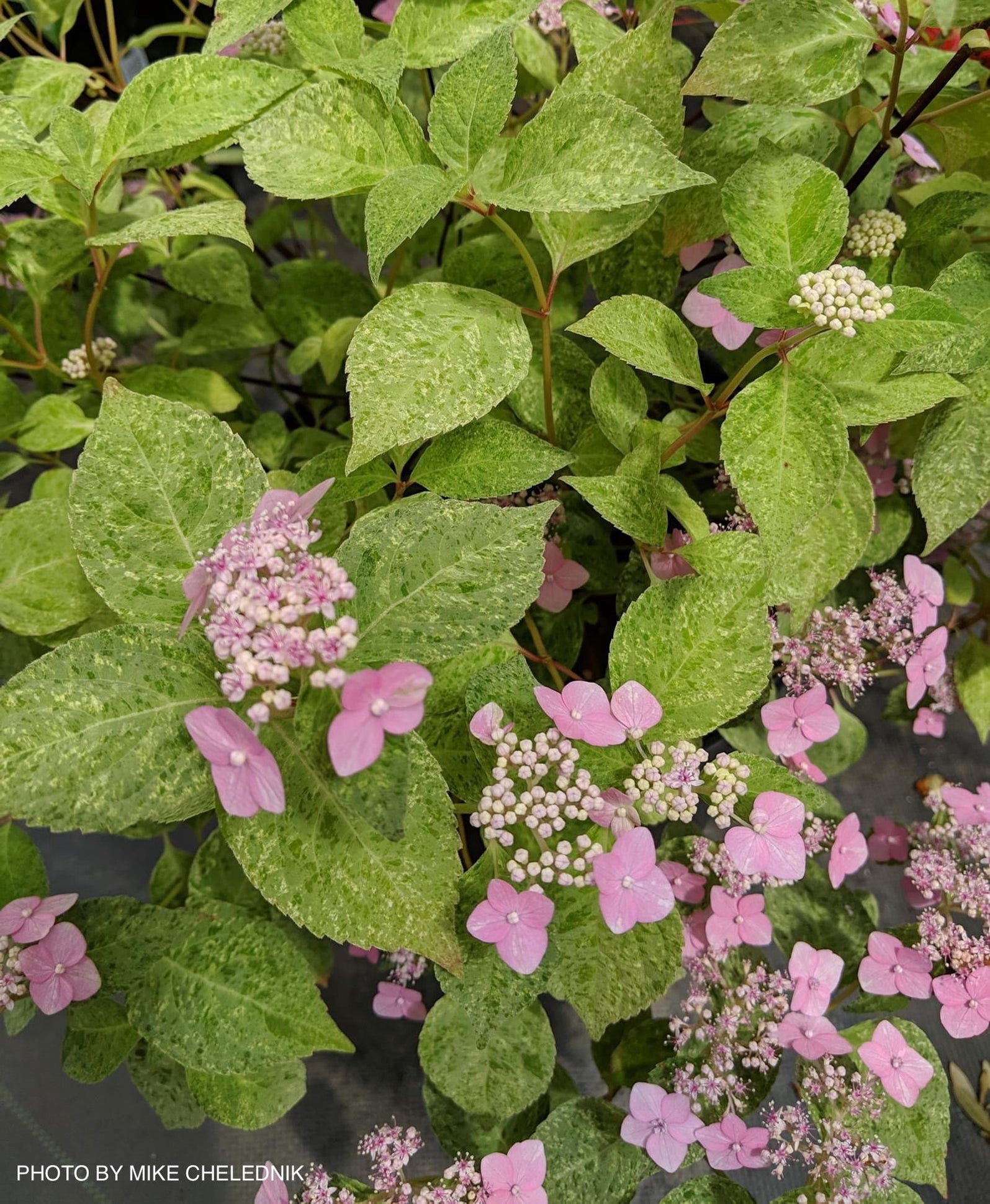 Buy Hydrangea serrata 'Kokonoe-yama' Variegated Japanese Mountain — Mr ...
