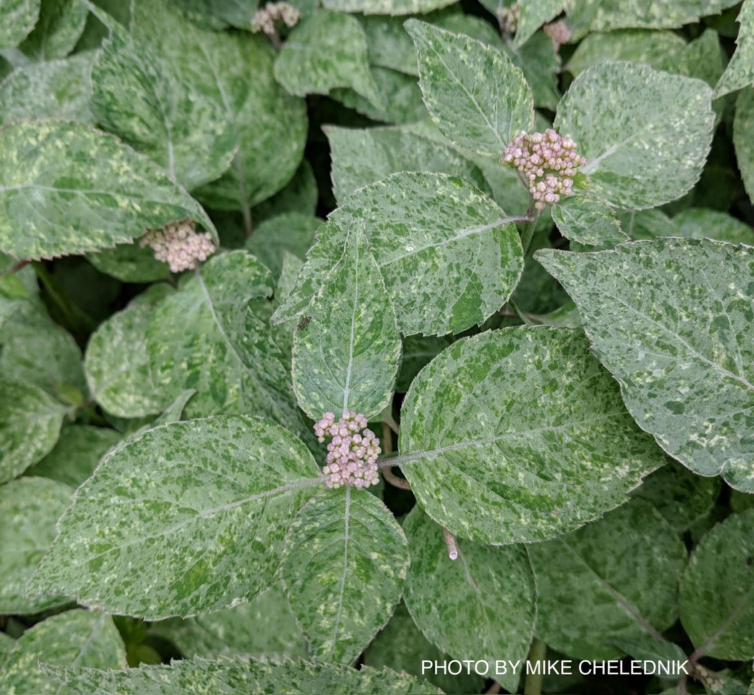 Buy Hydrangea serrata 'Kokonoe-yama' Variegated Japanese Mountain — Mr ...