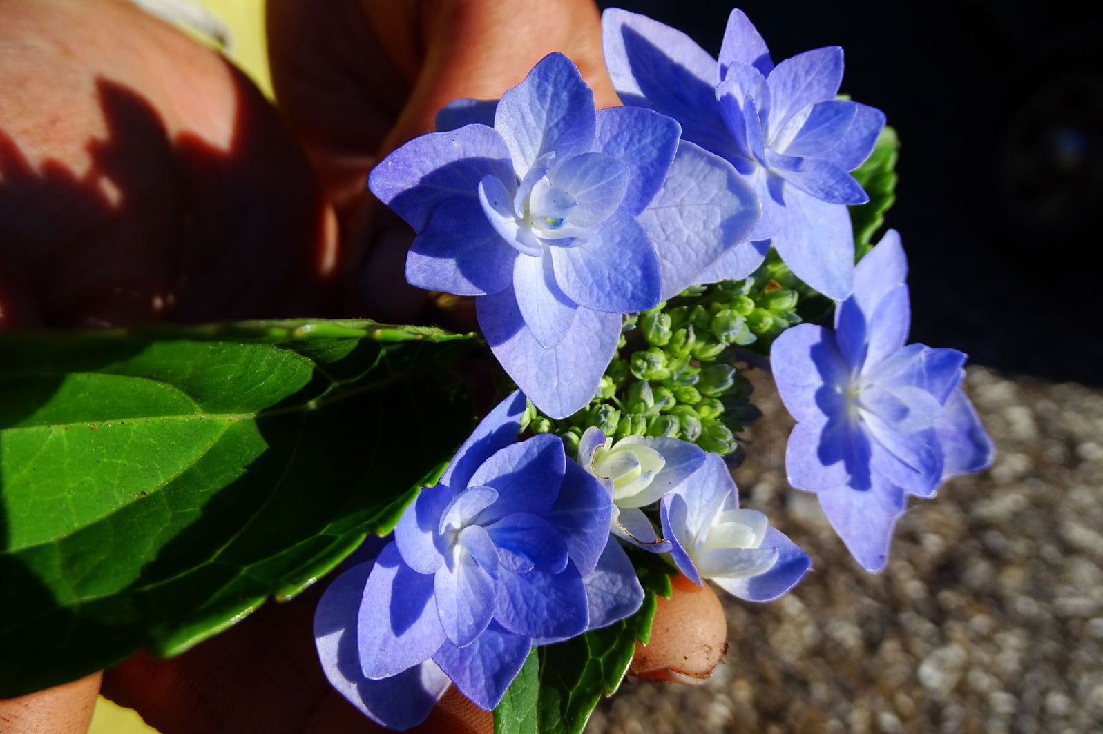 Buy Hydrangea serrata 'Miyama Yae Murasaki' Japanese Mountain Hydrangea ...