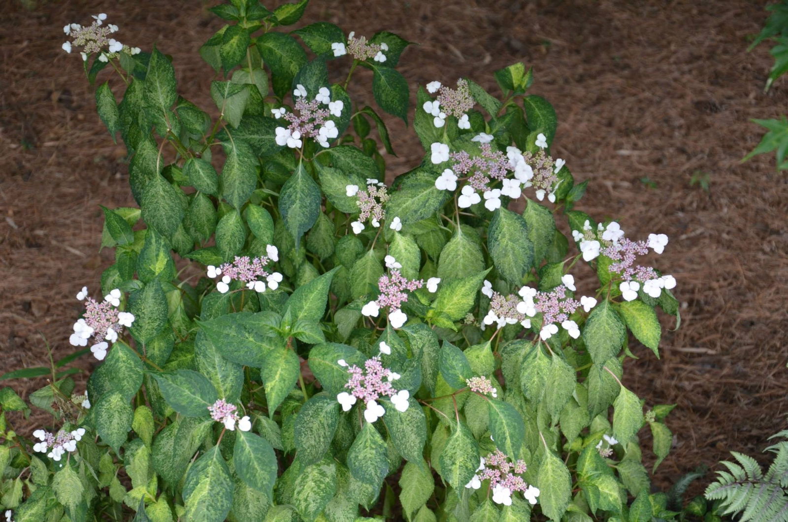 Buy Hydrangea serrata 'O amacha nishiki' Variegated Japanese Mountain ...